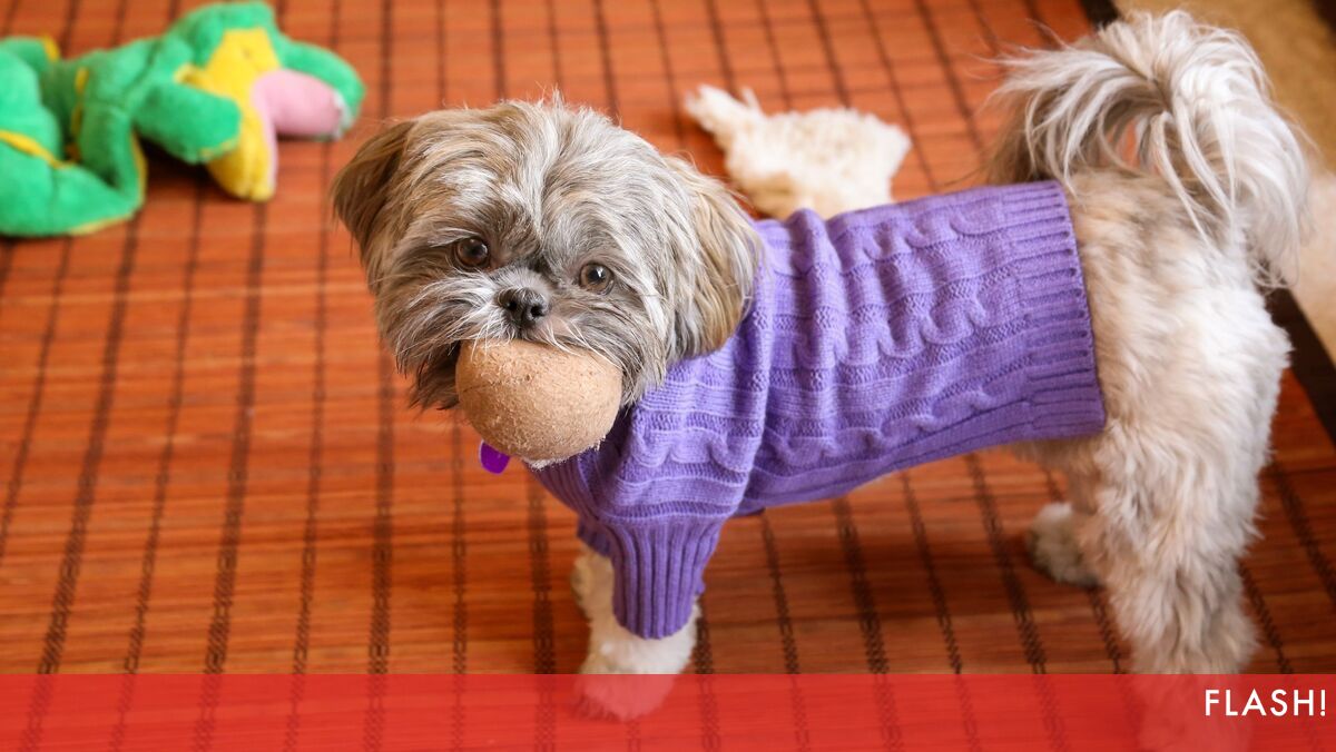 Os seus patudos protegidos do frio! Roupinhas para que eles possam ir à ...