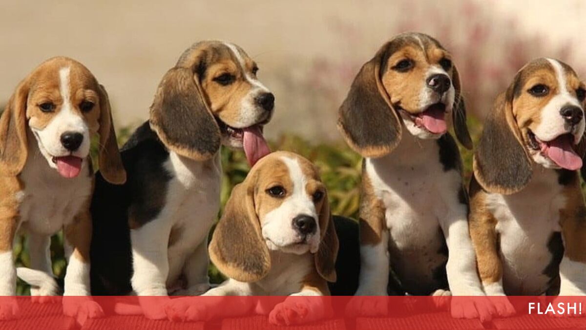 Um amigo fiel para vida! Descubra quais são as quatro raças de cães que ...