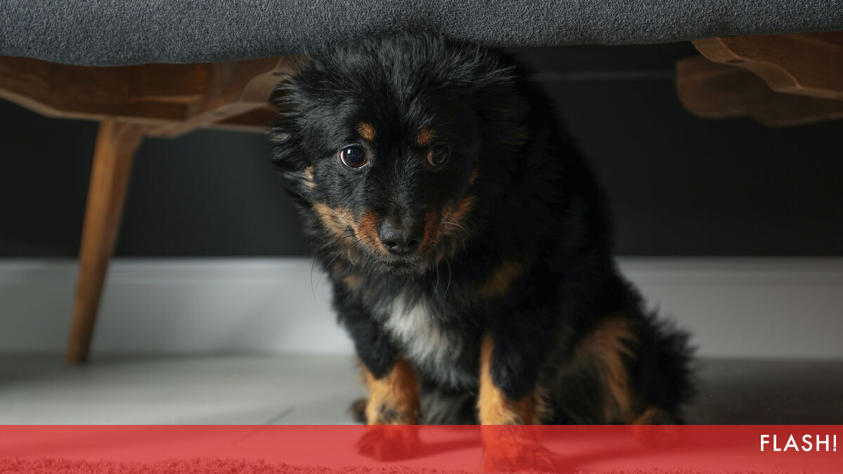 Passagem de Ano sem medos nem traumas. Saiba como preparar o seu pet ...